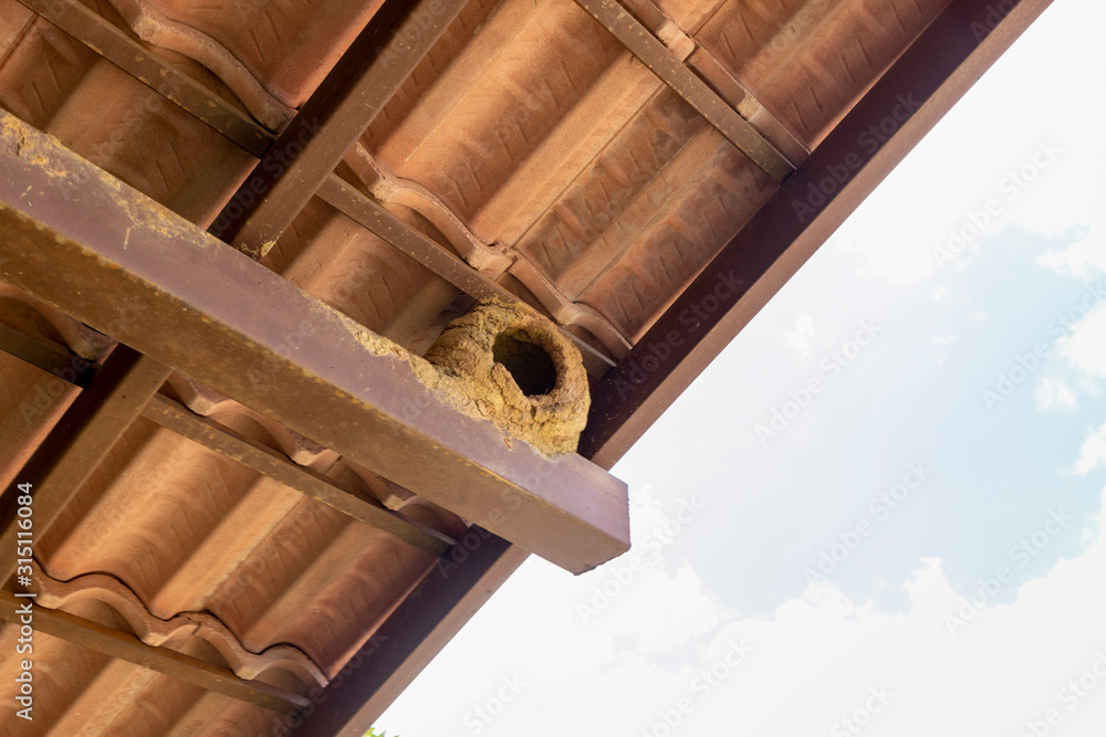 Mud birds nest of swallows made out of clay under an outdoor tile ...