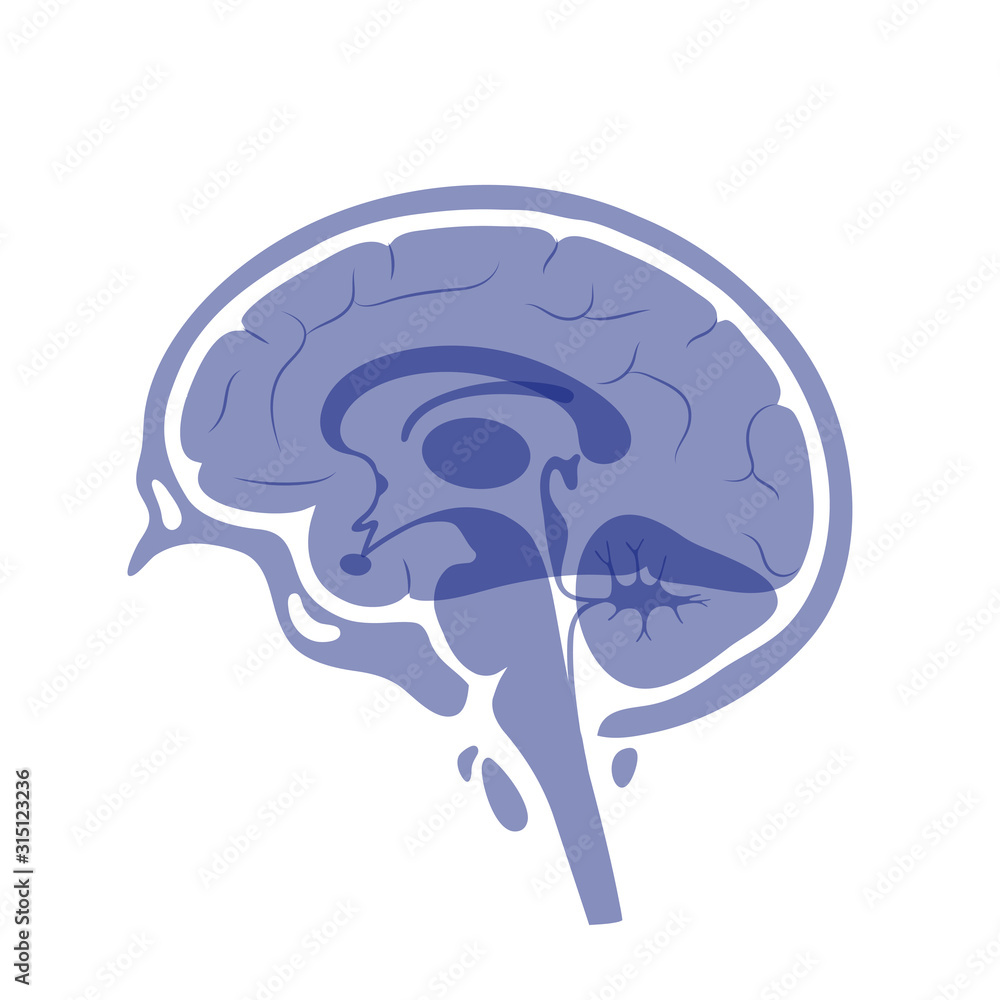 Vector illustration of human brain anatomy Stock Vector | Adobe Stock