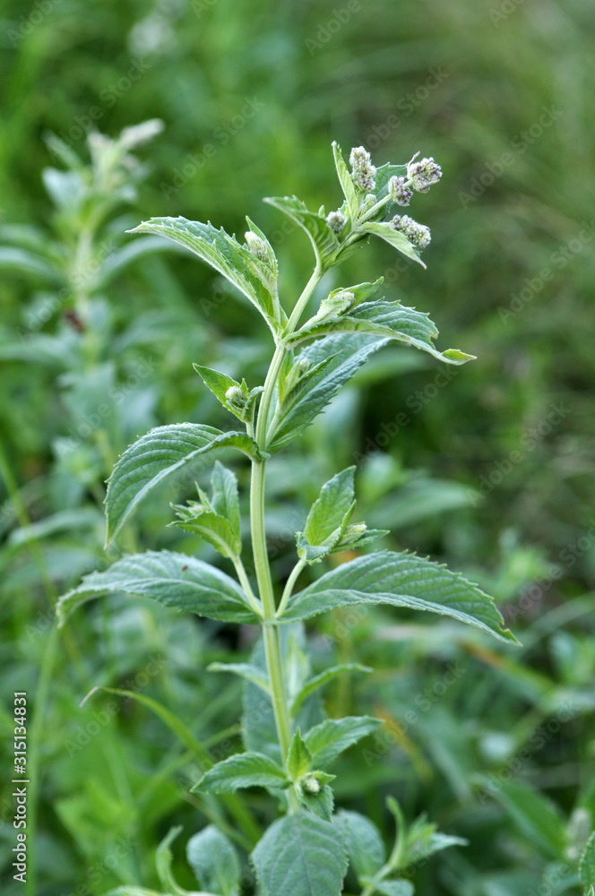 Mint long-leaved (Mentha longifolia) grows in nature Stock Photo ...