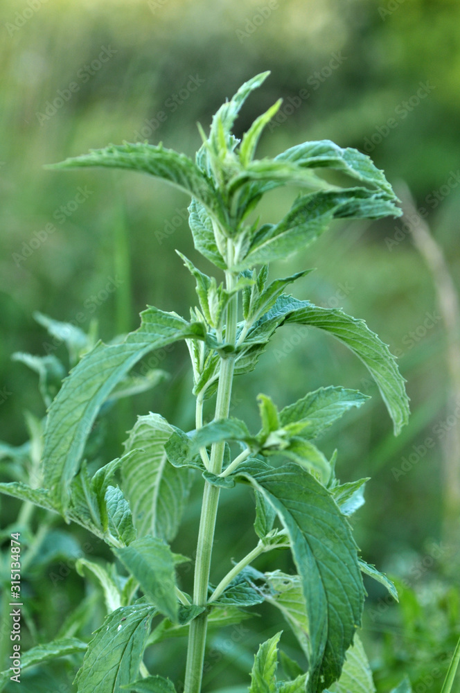 Mint long-leaved (Mentha longifolia) grows in nature Stock Photo ...