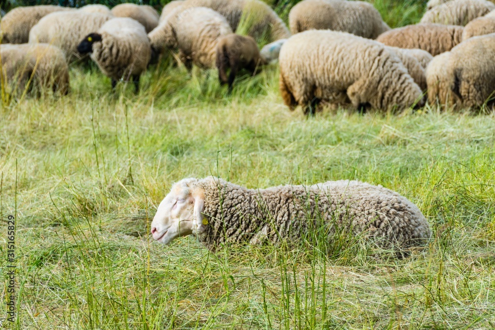 Chillendes Schaf im Gras Stock Photo | Adobe Stock