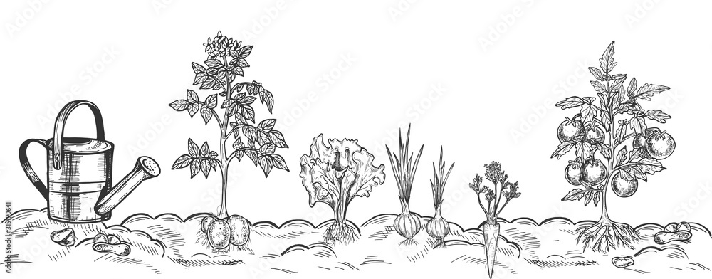Garden farm vegetables patch Stock Vector | Adobe Stock
