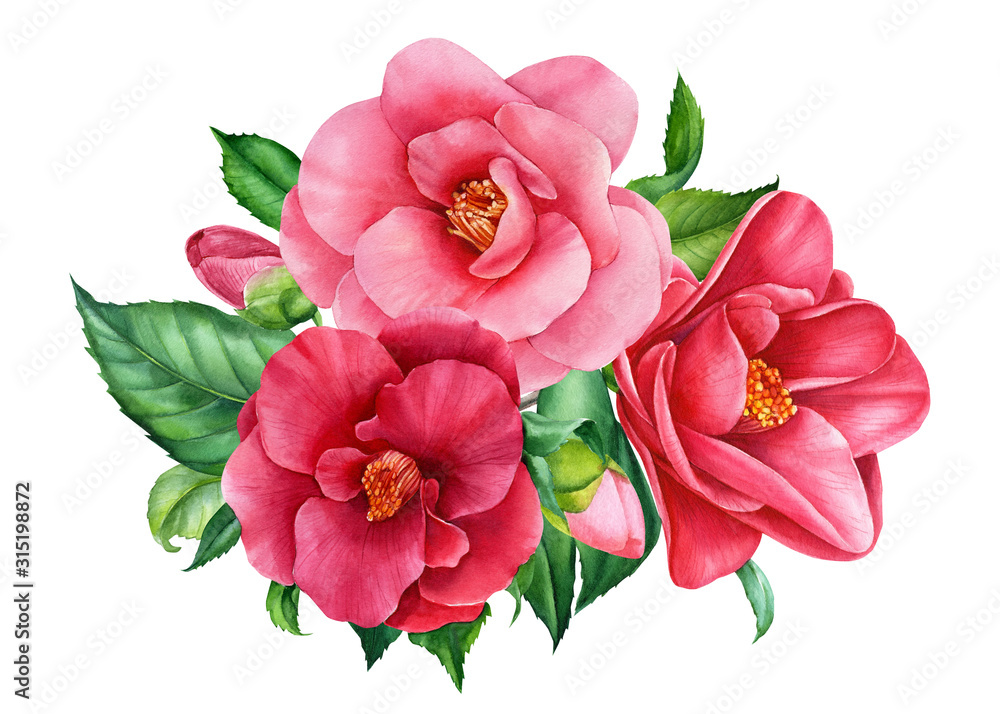 Red Camellia Drawing