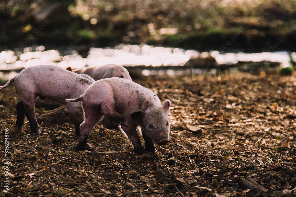 Cerdo bebé caminando en la granja Stock Photo | Adobe Stock