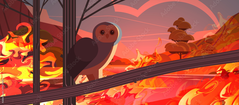 owl bird escaping from fires in australia animals dying in wildfire ...