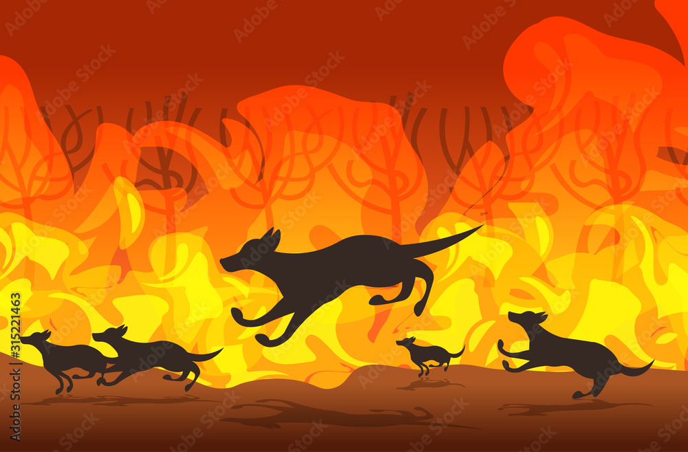 dingo running from forest fires in australia animals dying in wildfire ...