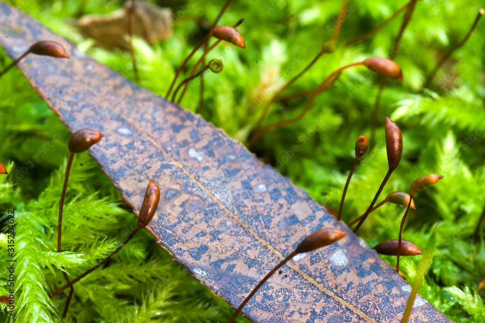 Moss with reproductive sporophytes (the tall, stalk-like forms) Stock ...