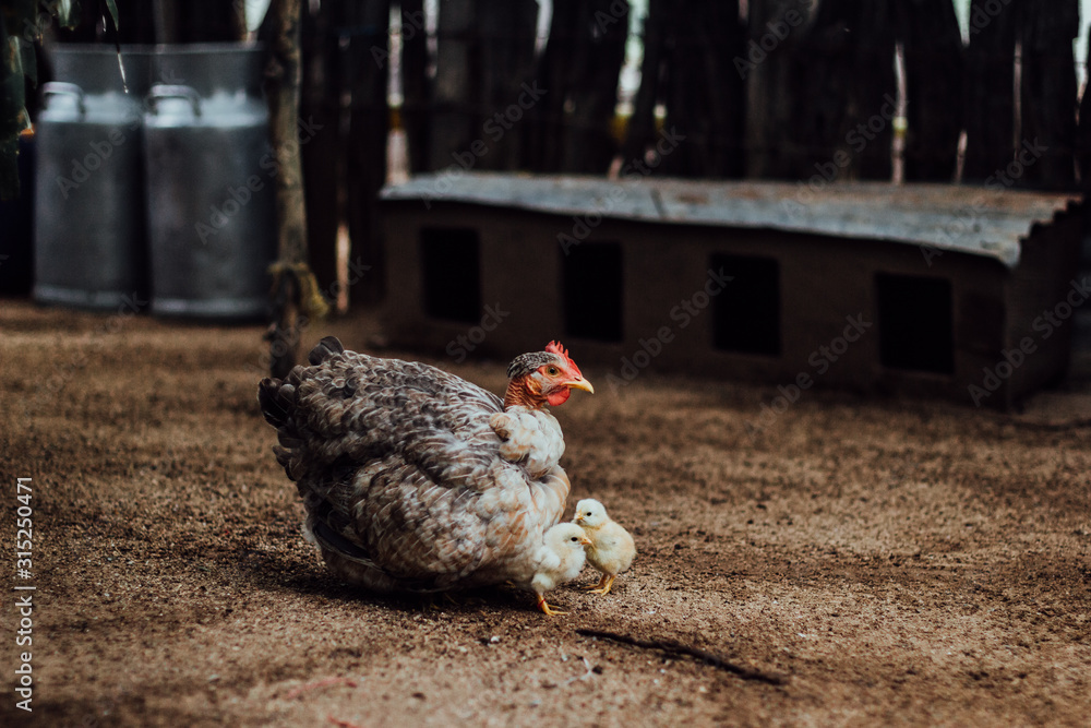 Gallina con pollitos en granja de pueblo Stock Photo | Adobe Stock