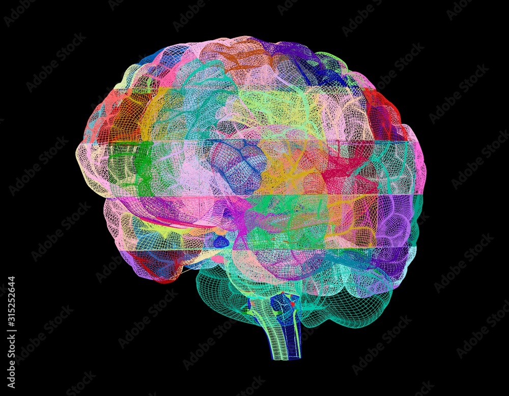 Human brain, computer artwork Stock Photo | Adobe Stock