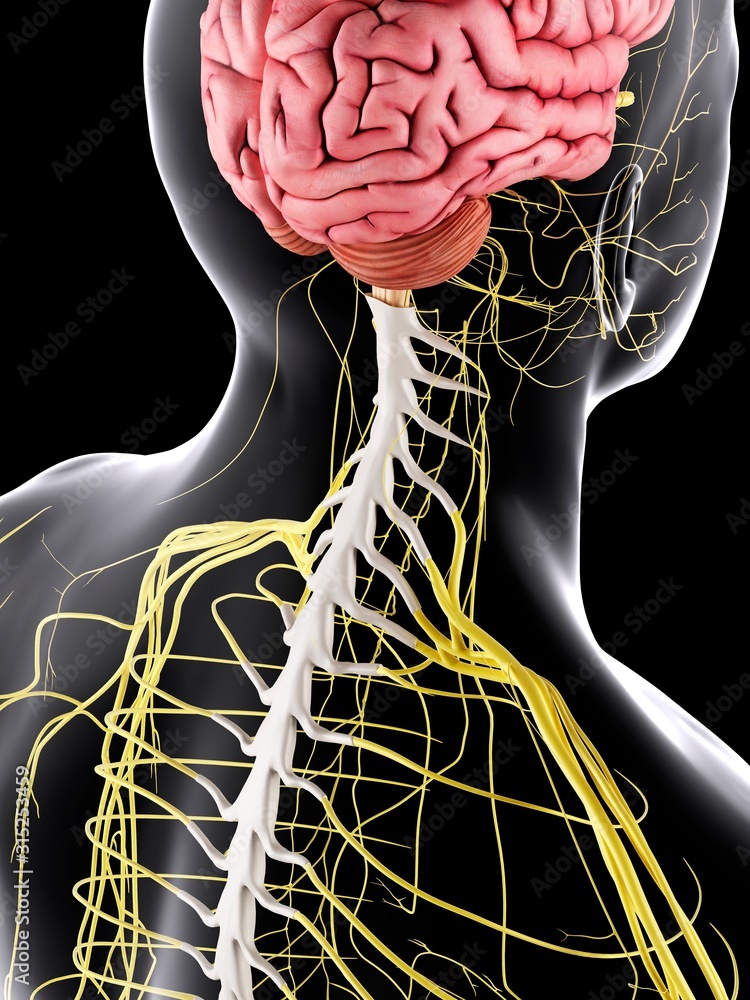 Human brain and spinal cord, illustration Stock Photo | Adobe Stock