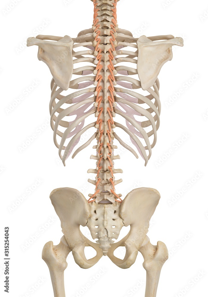 Human back muscles, illustration Stock Photo | Adobe Stock