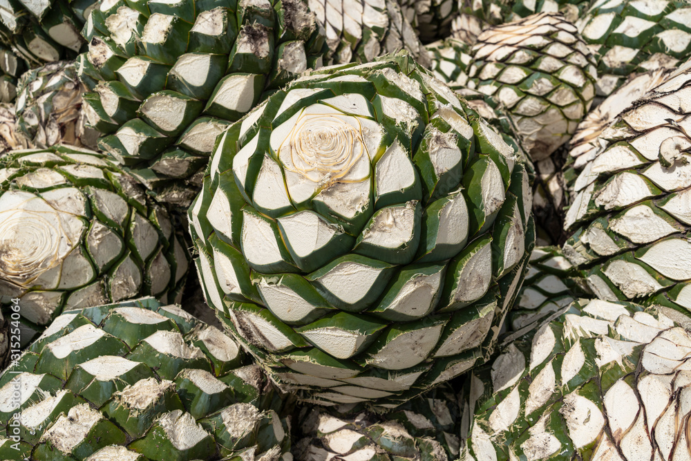 El agave azul para hacer licor de tequila tiene buen tamaño y buen ...