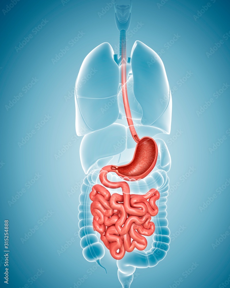 Foto de Human digestive system, illustration do Stock | Adobe Stock
