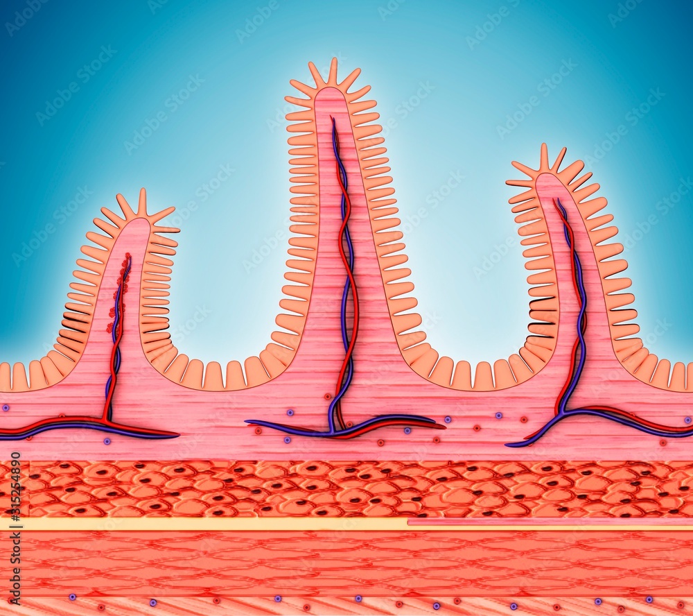 Small intestinal wall, illustration Stock Photo | Adobe Stock