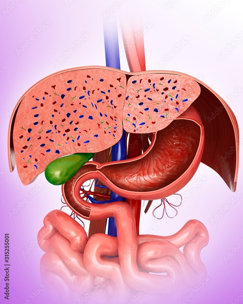 Cross section of liver, illustration Stock Photo | Adobe Stock