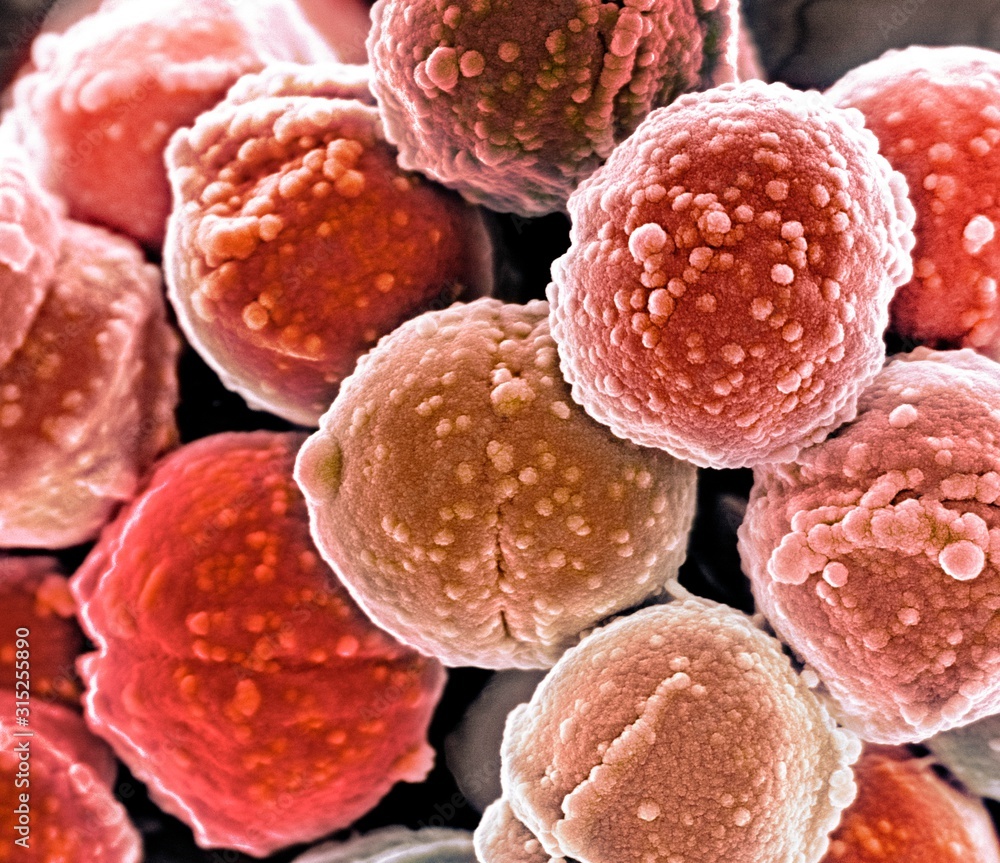 Staphylococcus bacteria, SEM Stock Photo | Adobe Stock