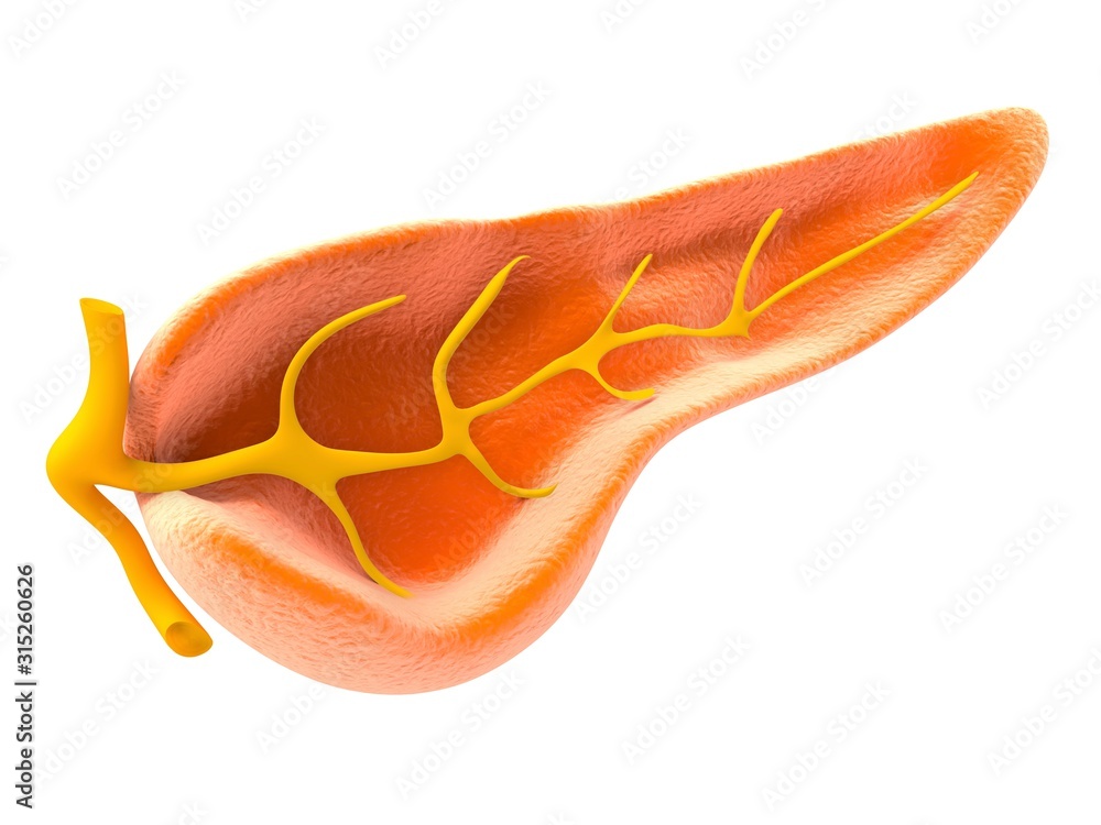 Cross section of pancreas, artwork Stock Photo | Adobe Stock