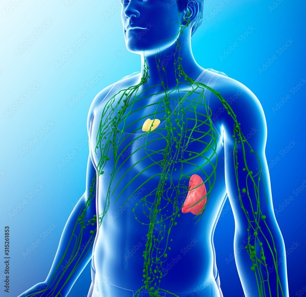 Human lymphatic system, illustration Stock Photo | Adobe Stock