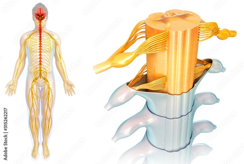 Human spinal cord, illustration Stock Photo | Adobe Stock