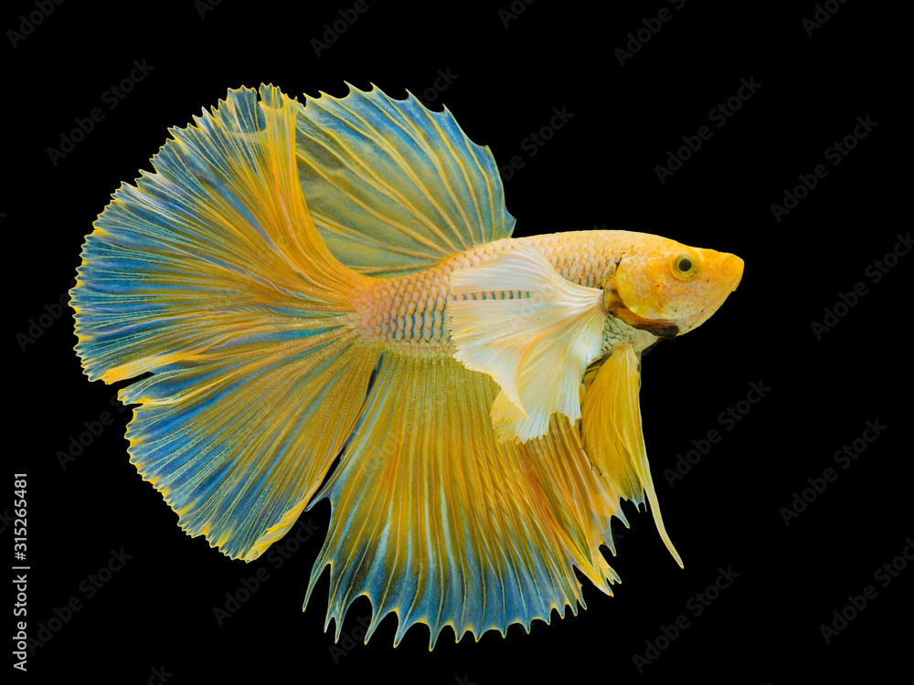 Yellow Fighter Fish