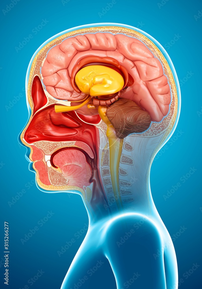 Child's head anatomy, illustration Stock Photo | Adobe Stock