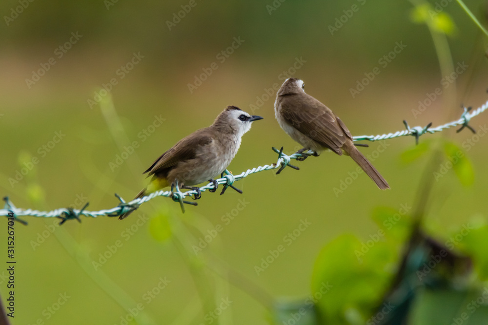 Yellow-vented Bulbul - Pycnonotus goiavier or eastern yellow-vented ...