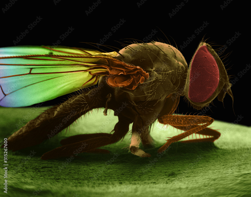House fly, SEM Stock Photo | Adobe Stock