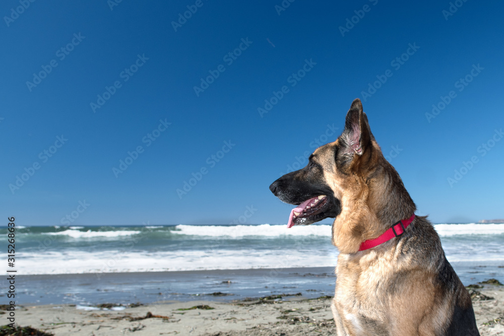 German Shepherd Dog on the beach at the California Coast .GDS with ...