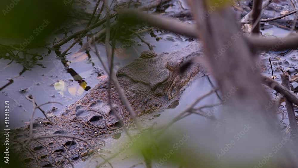 A Estuarine Crocodile Hiding On The Mangrove Trees Looking Like A ...
