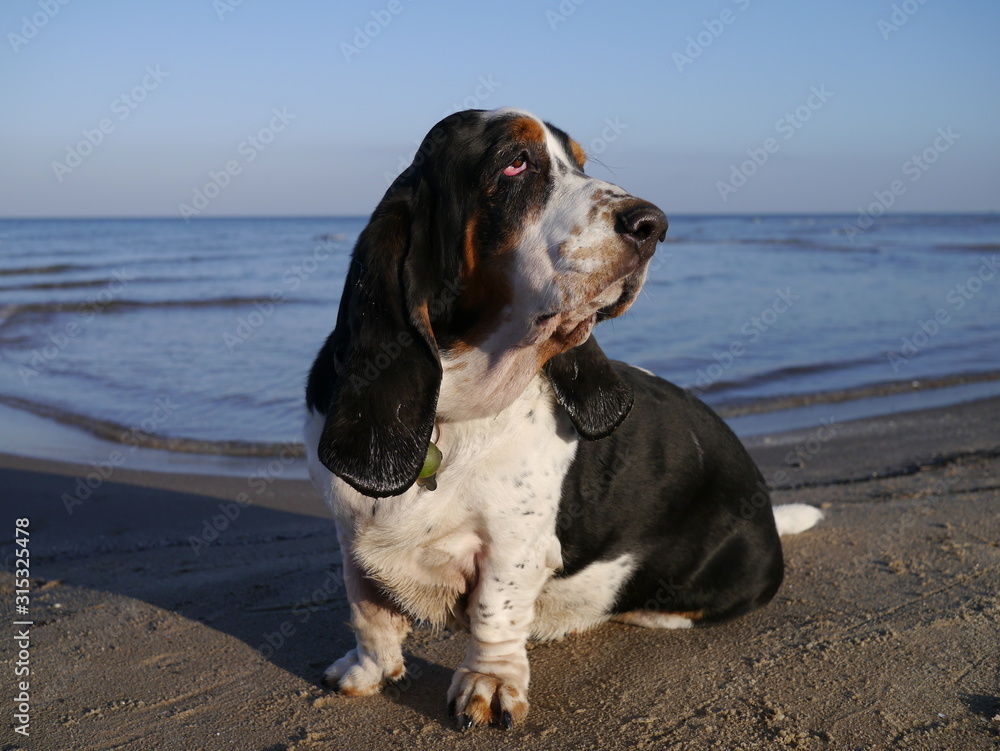 Pies rasy Basset hound na plaży nad morzem siedzi na piasku Stock Photo ...