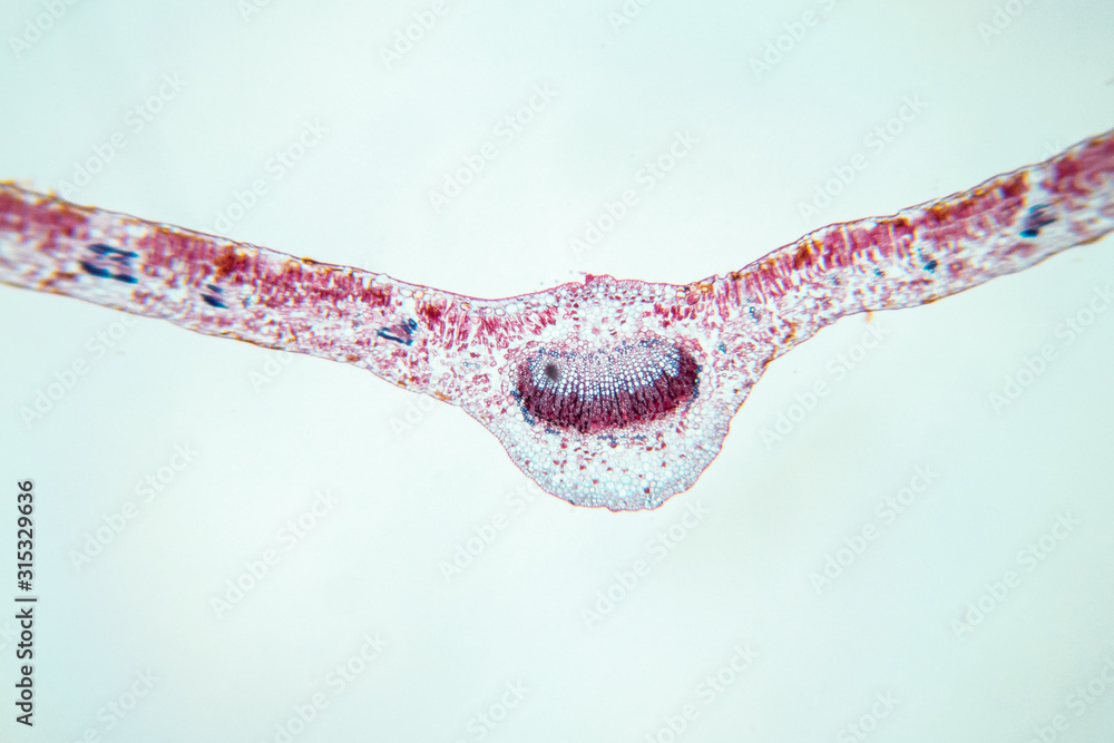 Cross-section leaf Plant of under the microscope for classroom ...