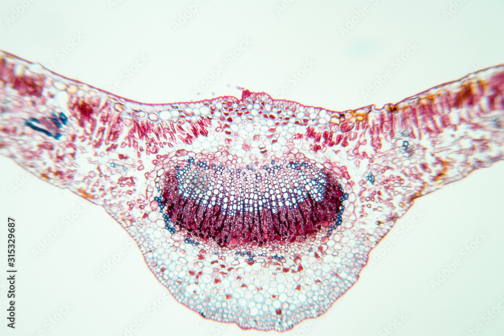 Cross-section leaf Plant of under the microscope for classroom ...