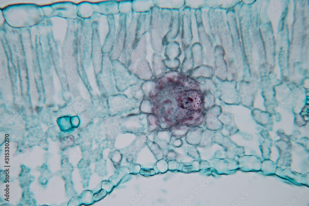 Cross-section leaf Plant of under the microscope for classroom ...