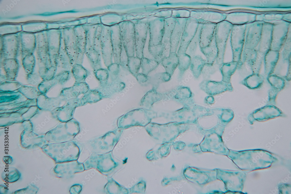 Cross-section leaf Plant of under the microscope for classroom ...