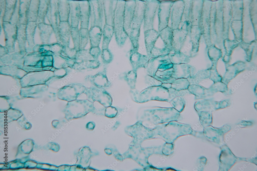 Cross-section leaf Plant of under the microscope for classroom ...