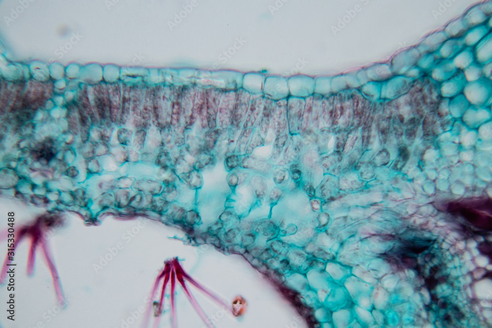 Cross-section leaf Plant of under the microscope for classroom ...