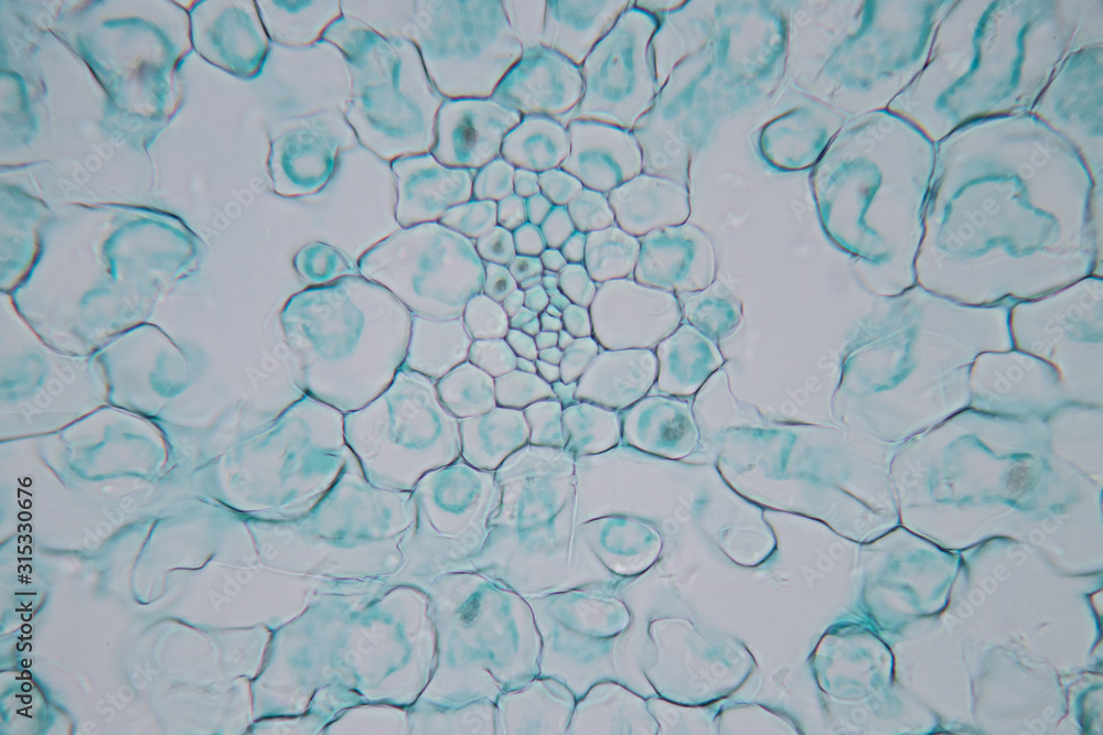 Cross-section leaf Plant of under the microscope for classroom ...