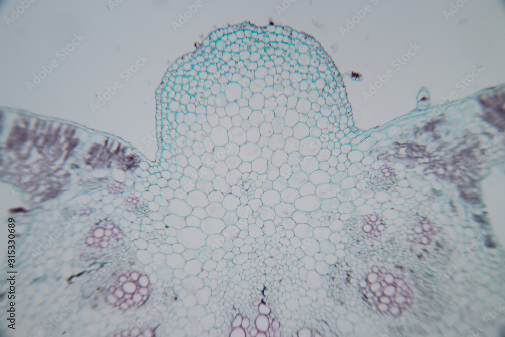 Cross-section leaf Plant of under the microscope for classroom ...