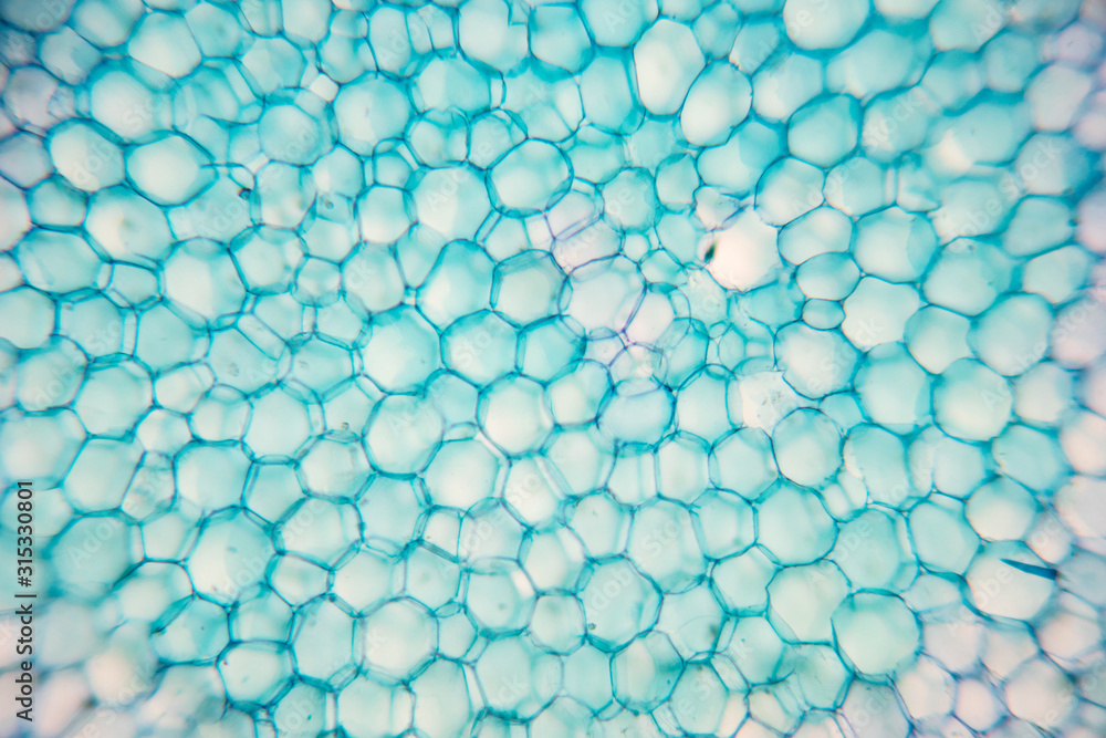 Cross-section leaf Plant of under the microscope for classroom ...