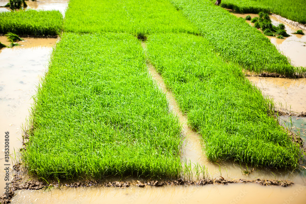 Rice field. India farmers grow fig. Rhys plantations Stock Photo ...