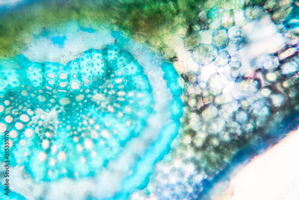Cross-section leaf Plant of under the microscope for classroom ...