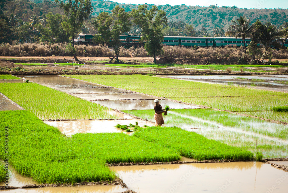 Rice field. India farmers grow fig. Rhys plantations Stock Photo ...