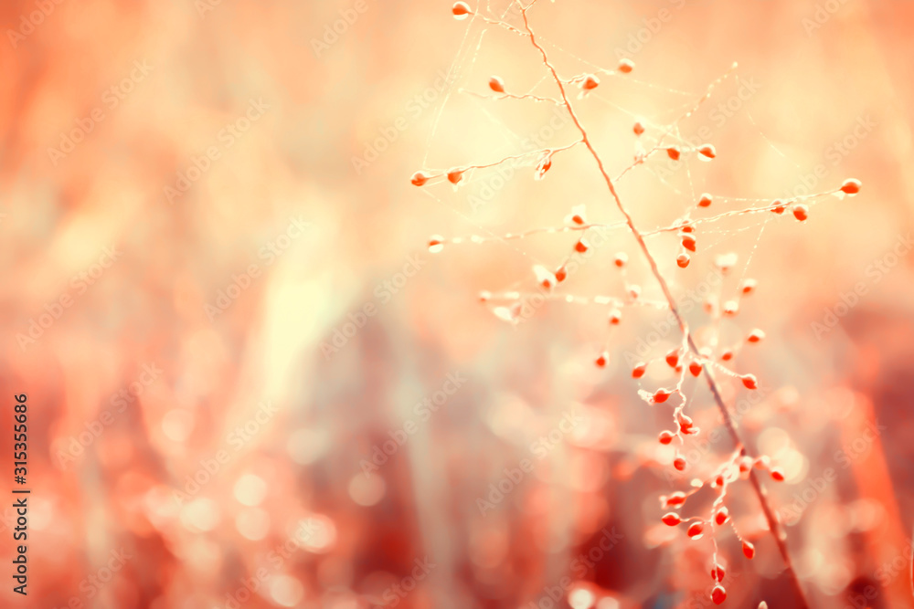 Warm Nature Wallpaper