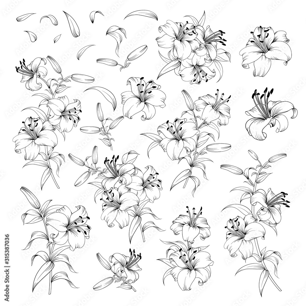 Linear style set of white lilies, hand drawn contour illustration of ...
