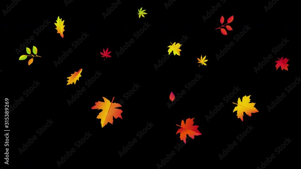 Autumn leaves falling animation. Motion graphics with alpha channel ...
