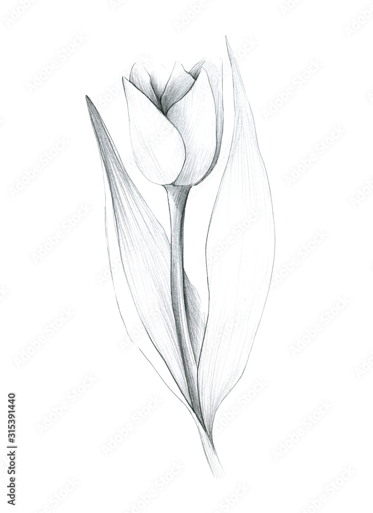 Spring flower tulip in pencil, primrose. March 8. Dutch tulips, vintage ...