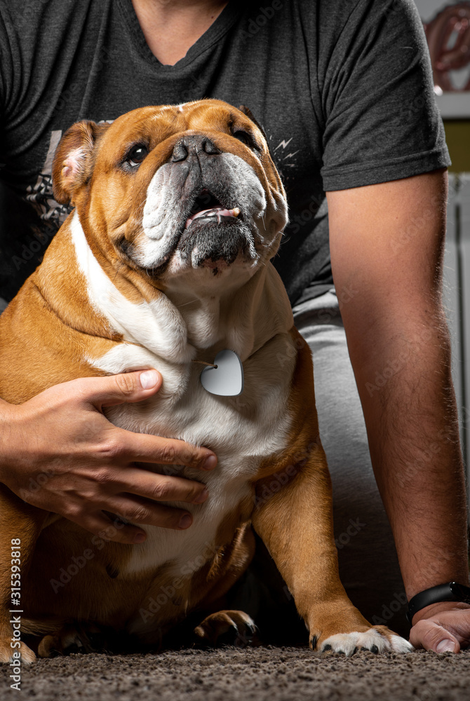 Adult red English Bulldog with owner. Man pets his dog. Love your pets ...