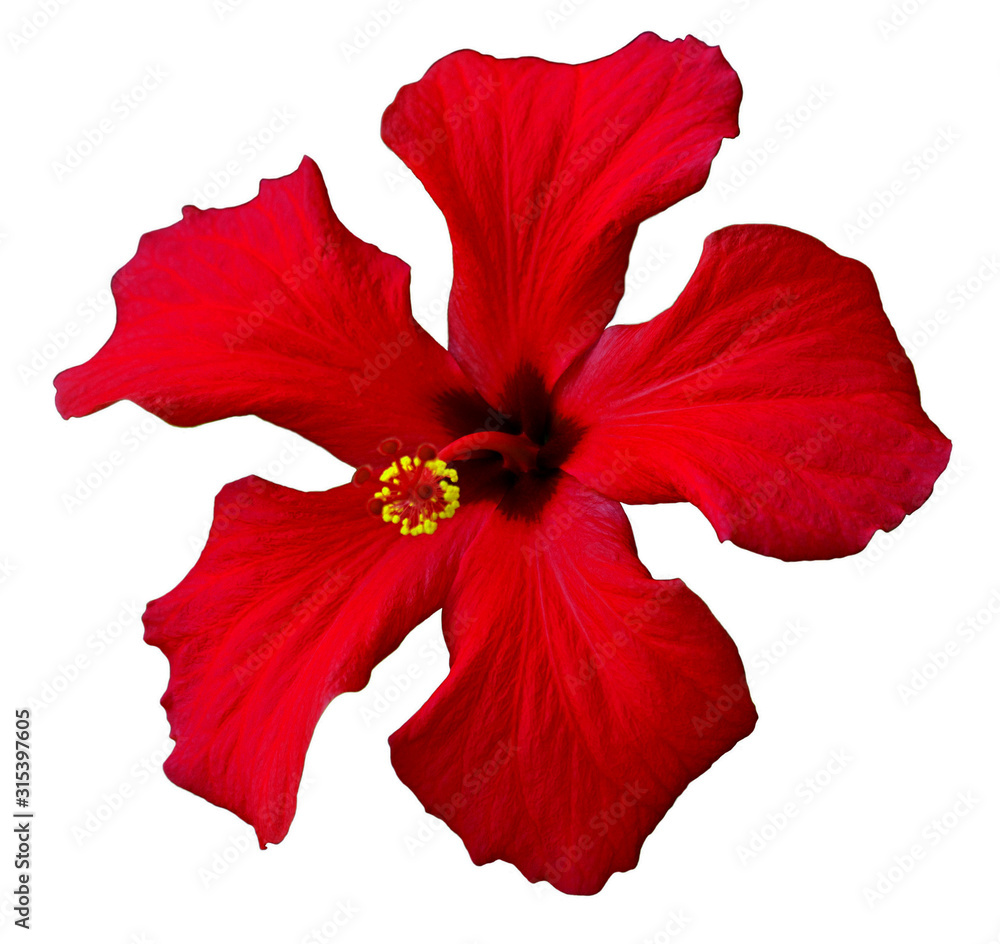 Red flower of hibiscus plant or karkade (Hibiscus rose sinensis ...
