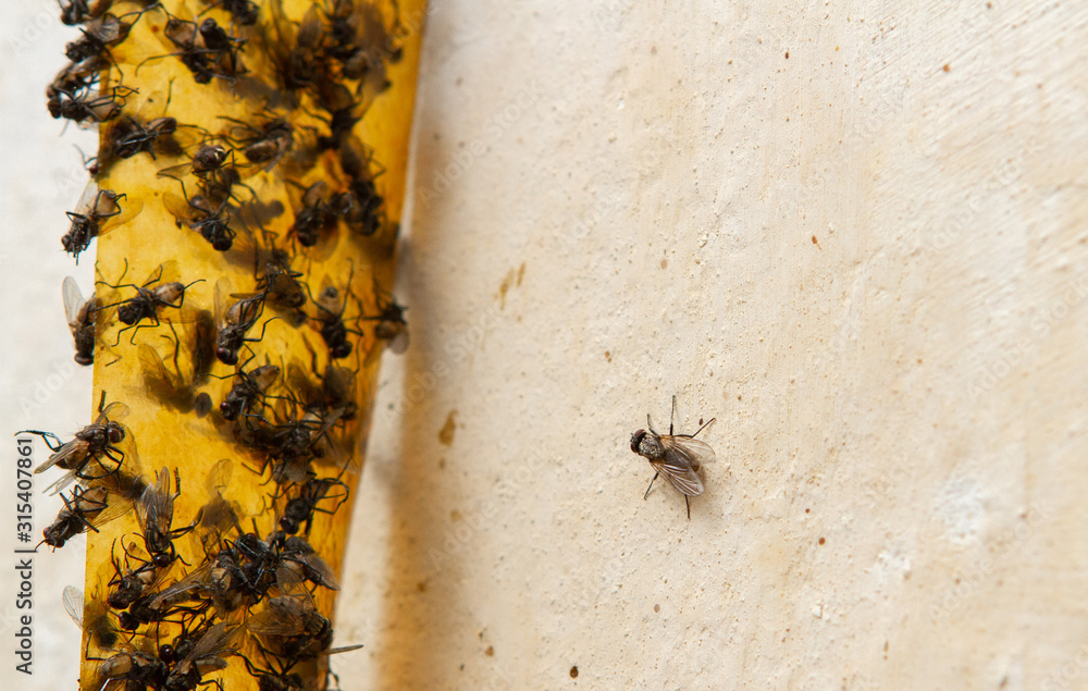 Sticky flypaper with glued flies, trap for flies or fly-killing device ...