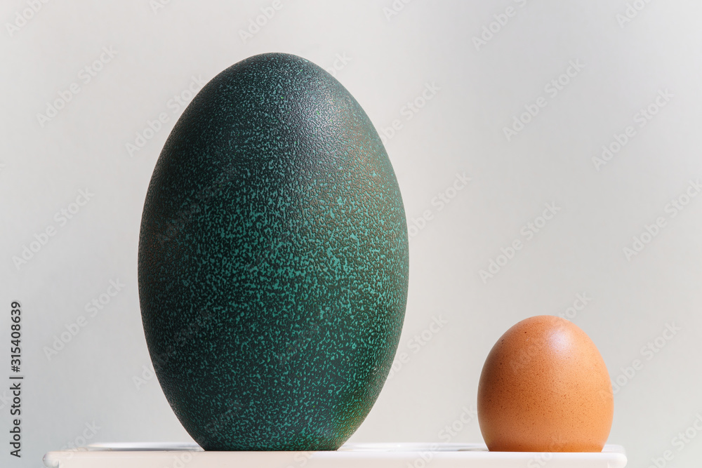 Large emu eggs and matching the size and scale to an ordinary hen's egg ...